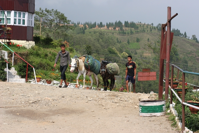 Horses can be a great help to transport tea – Discovering Tea