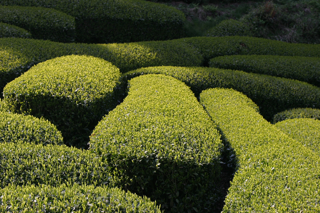 High-precision mechanical harvesting – Discovering Tea