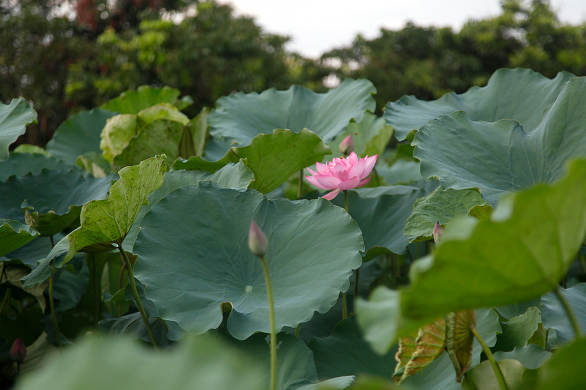 Lotus tea: a Vietnamese tradition – Discovering Tea