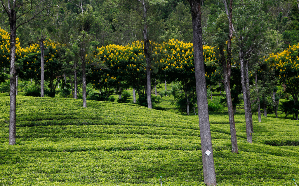 A bit of shade – Discovering Tea