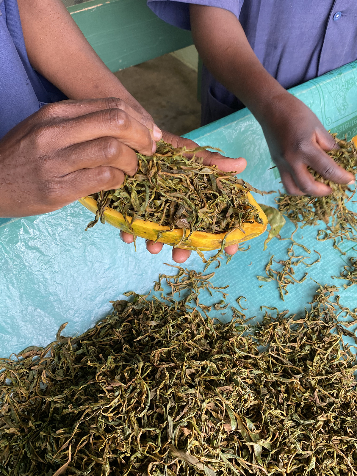 Papayas and tea – Discovering Tea