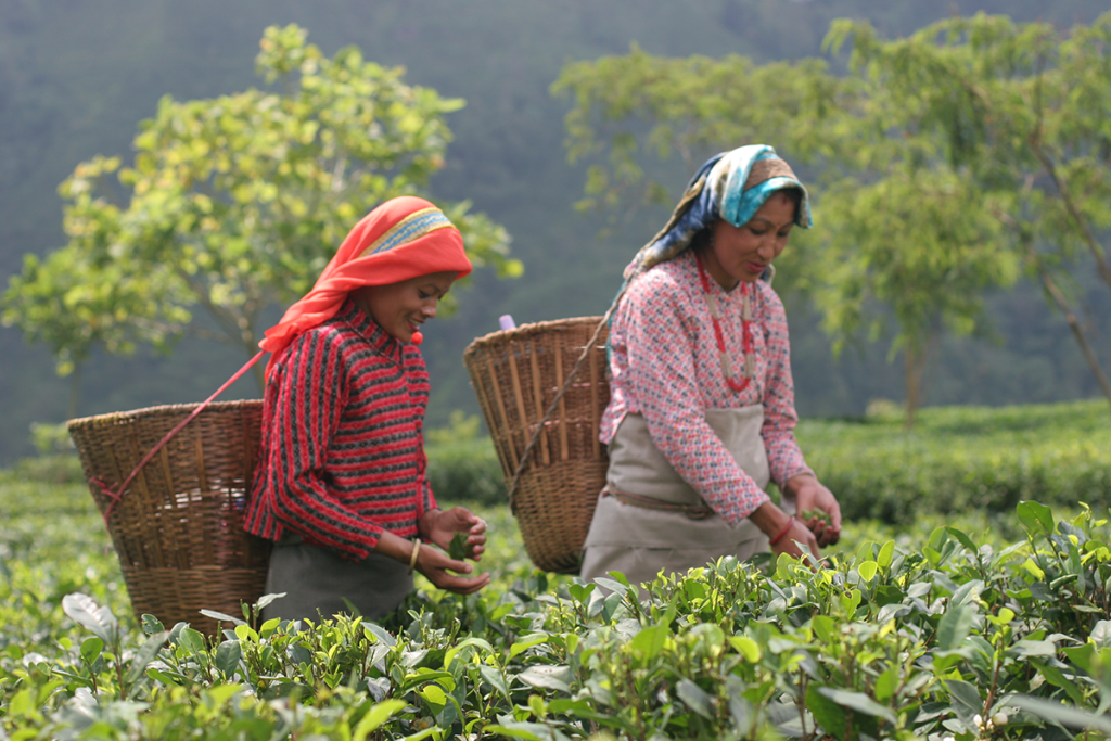 Taking time out for spring – Discovering Tea