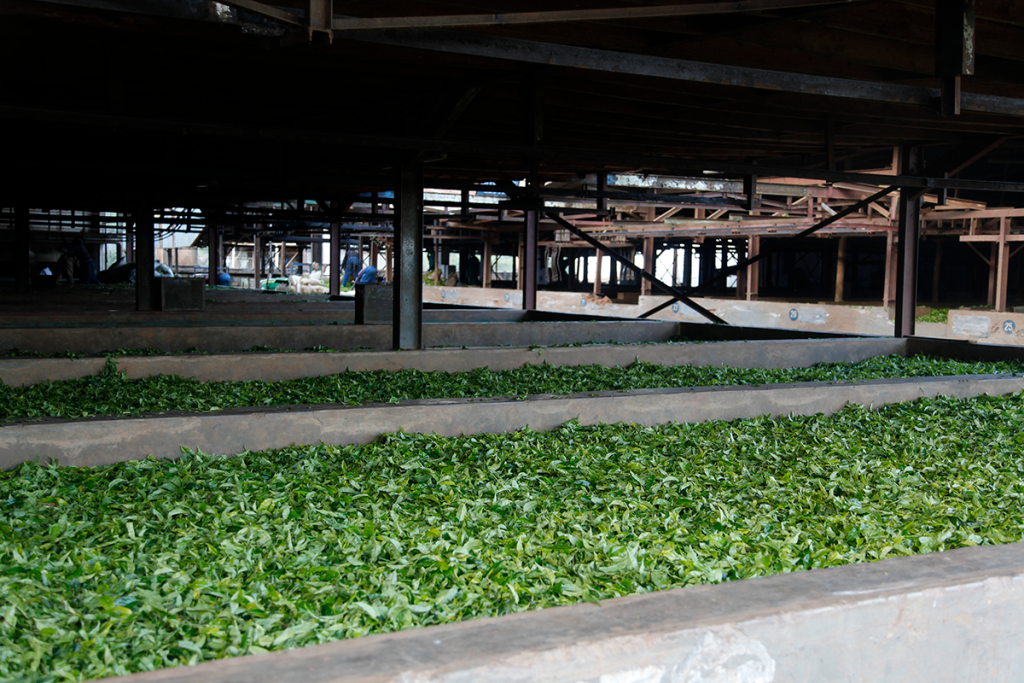 Worthy withering – Discovering Tea